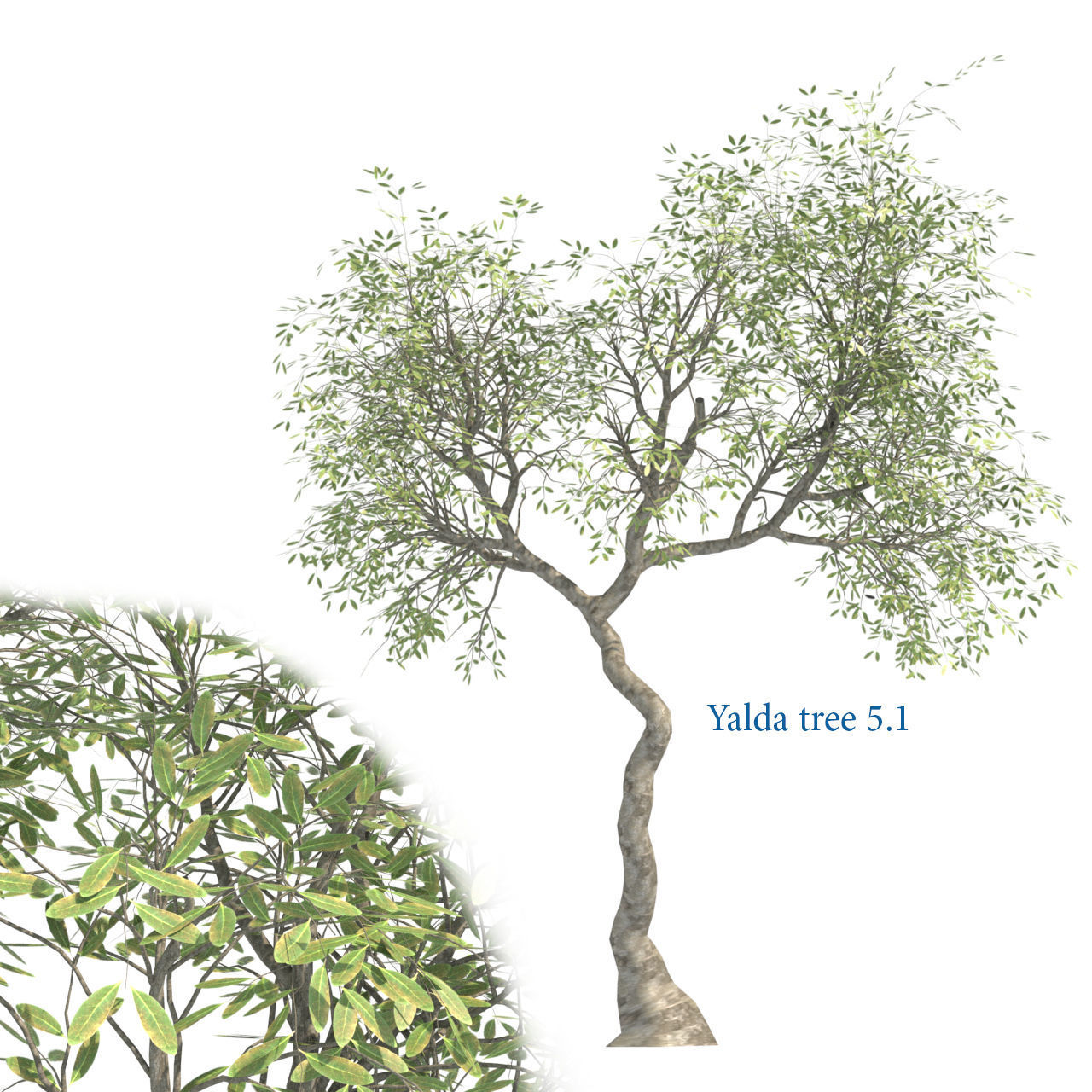 yalda tree 5-1 free 3D model | CGTrader