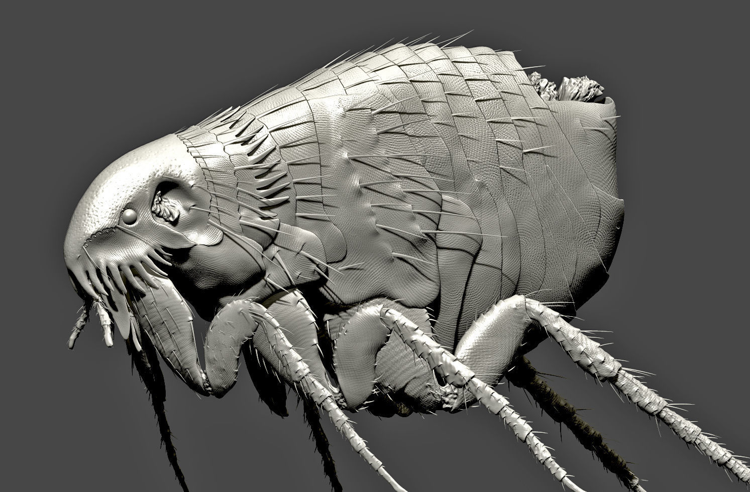 Flea 1 3D model 3D printable | CGTrader