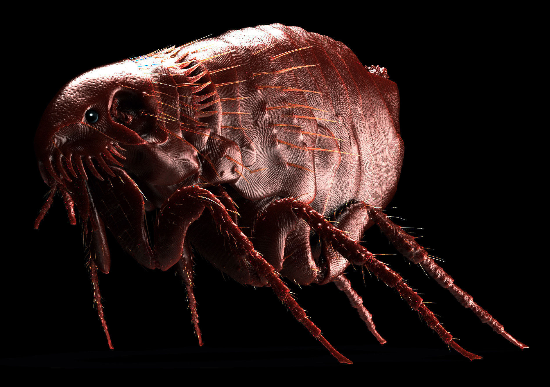 Flea 1 3D model 3D printable | CGTrader