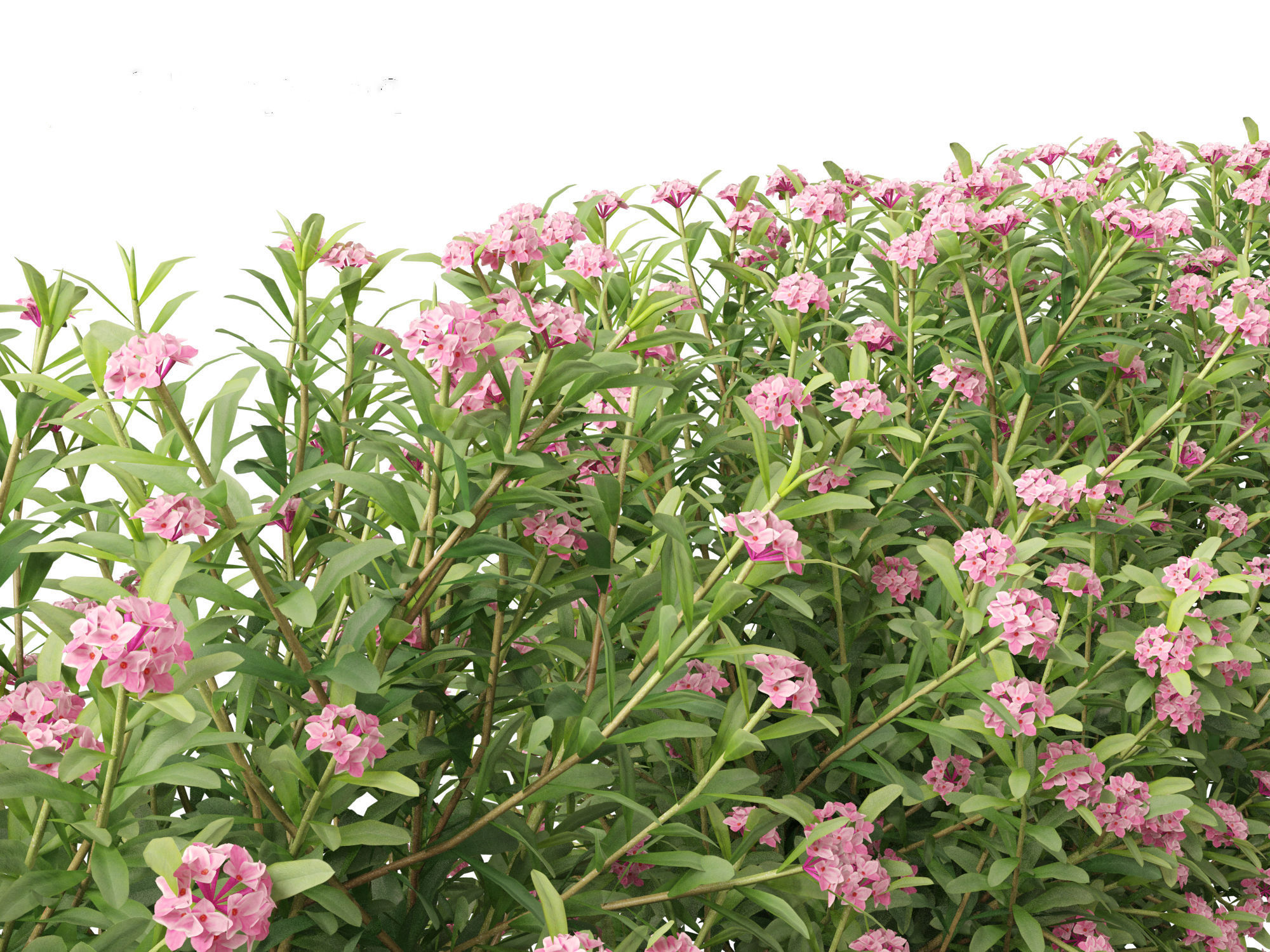 Daphne Spring Pink Eternal Fragrance 3D model | CGTrader