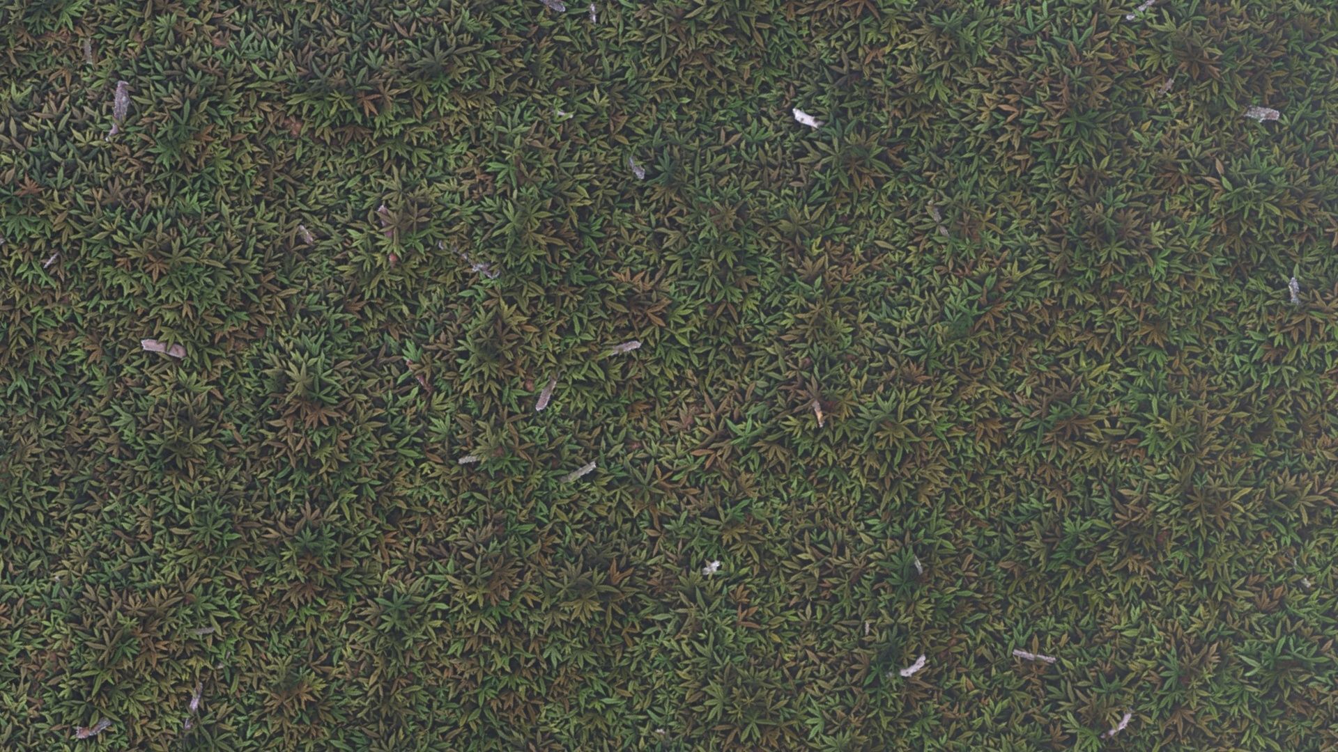 bumpy plant field 4K Texture | CGTrader