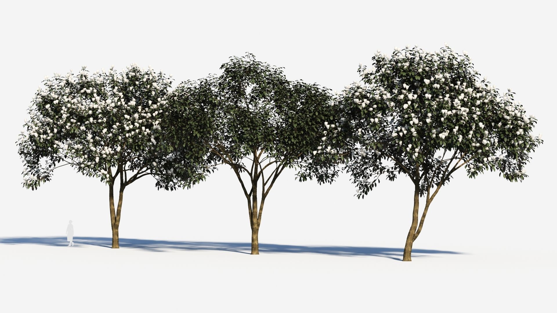 Magnolia grandiflora a 3D model | CGTrader