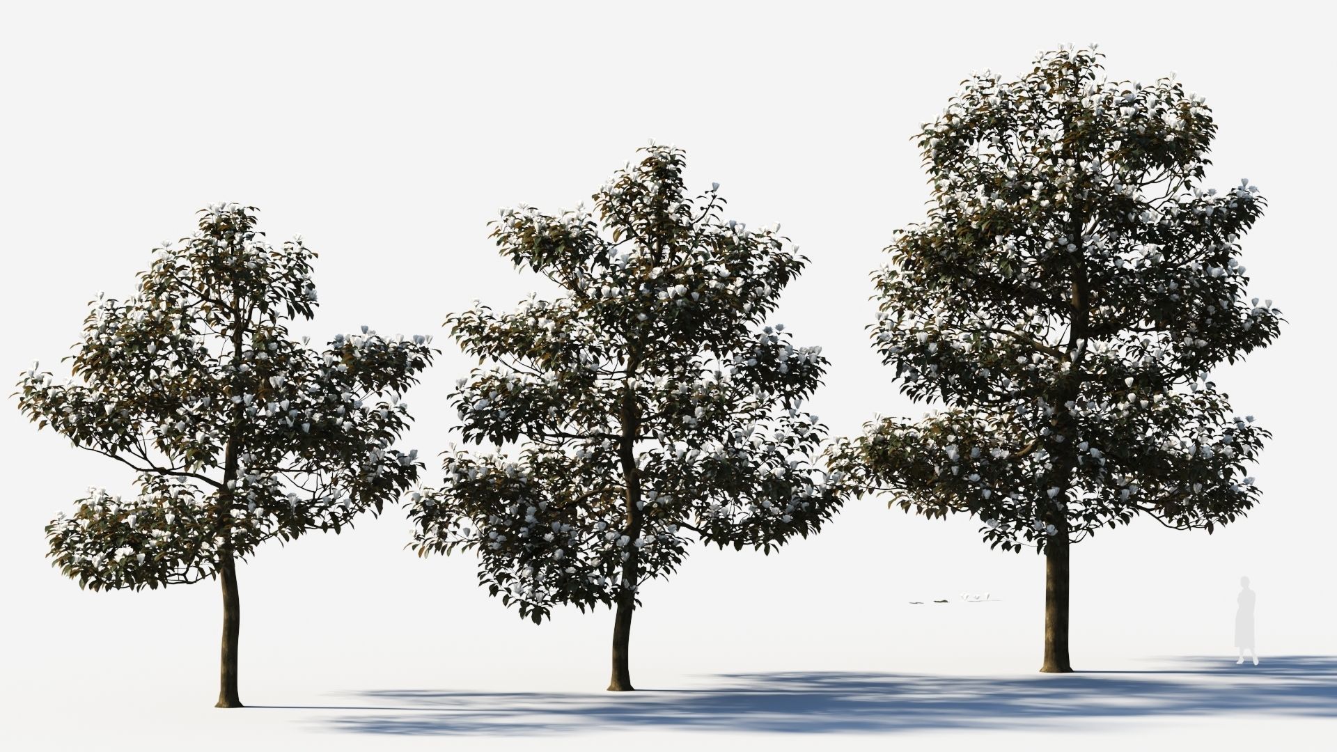 Magnolia grandiflora b 3D model | CGTrader
