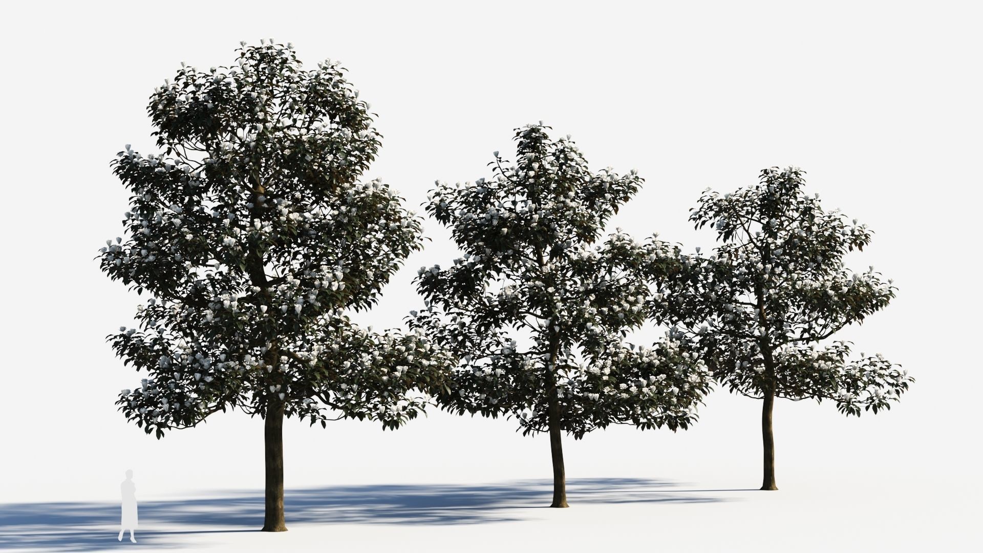 Magnolia grandiflora b 3D model | CGTrader