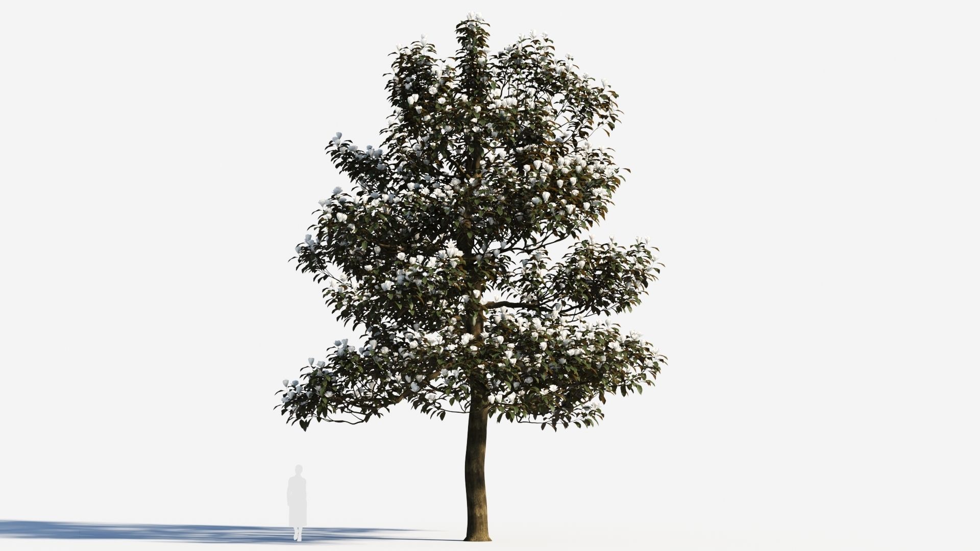 Magnolia grandiflora b 3D model | CGTrader