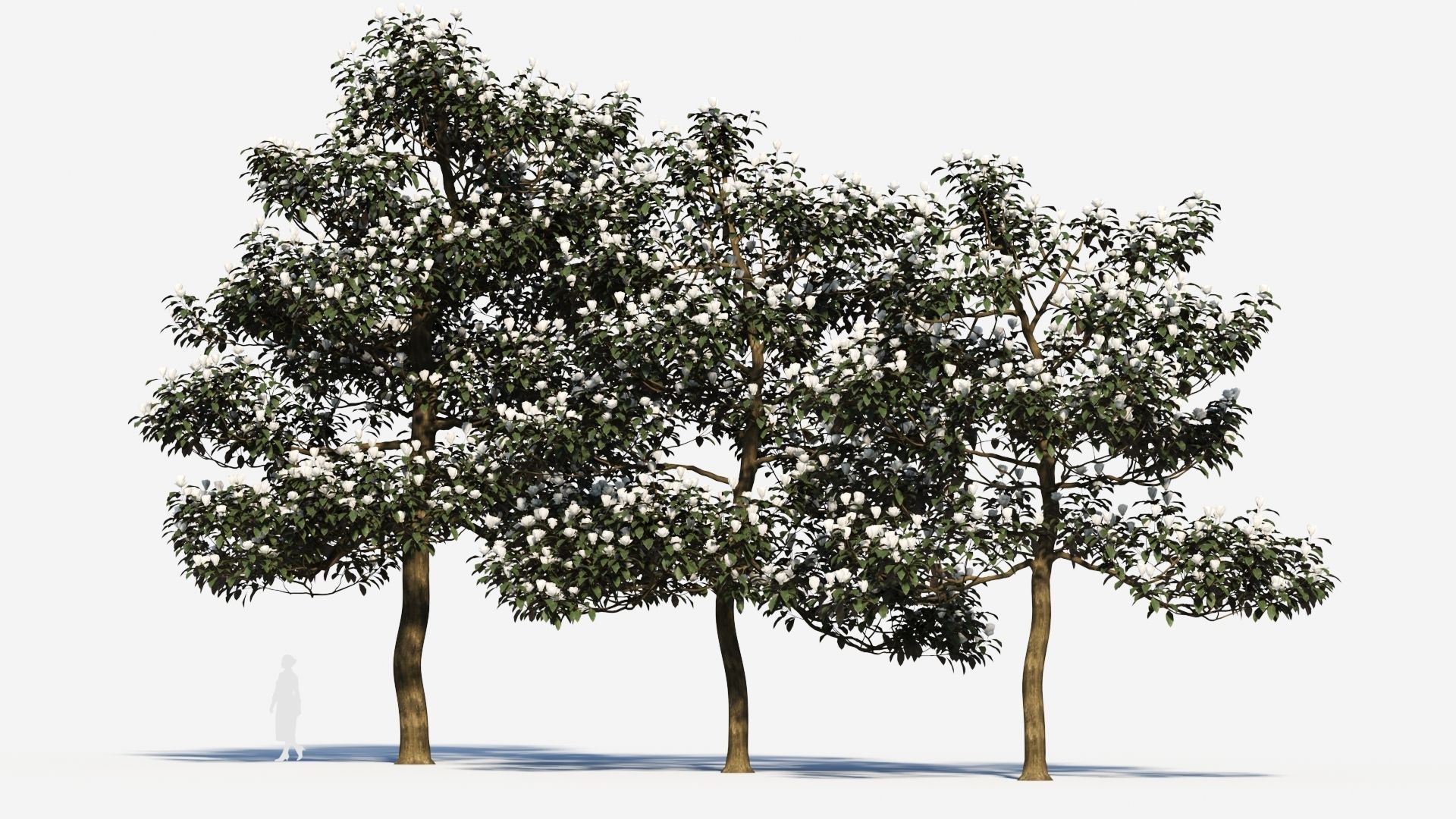 Magnolia grandiflora b 3D model | CGTrader