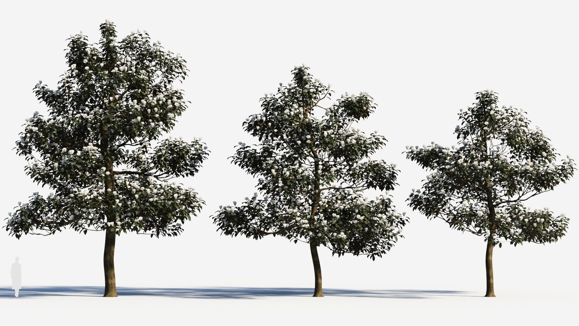 Magnolia grandiflora b 3D model | CGTrader
