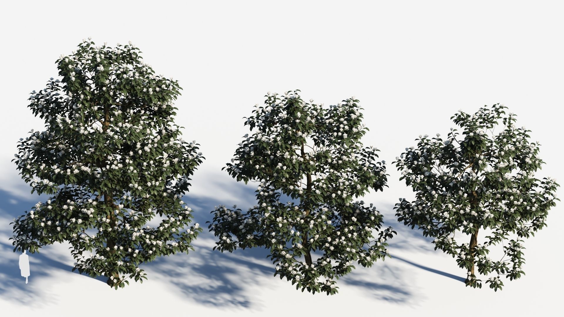 Magnolia grandiflora b 3D model | CGTrader
