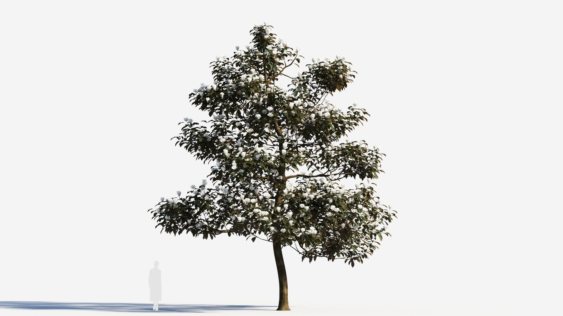 Magnolia grandiflora b 3D model | CGTrader