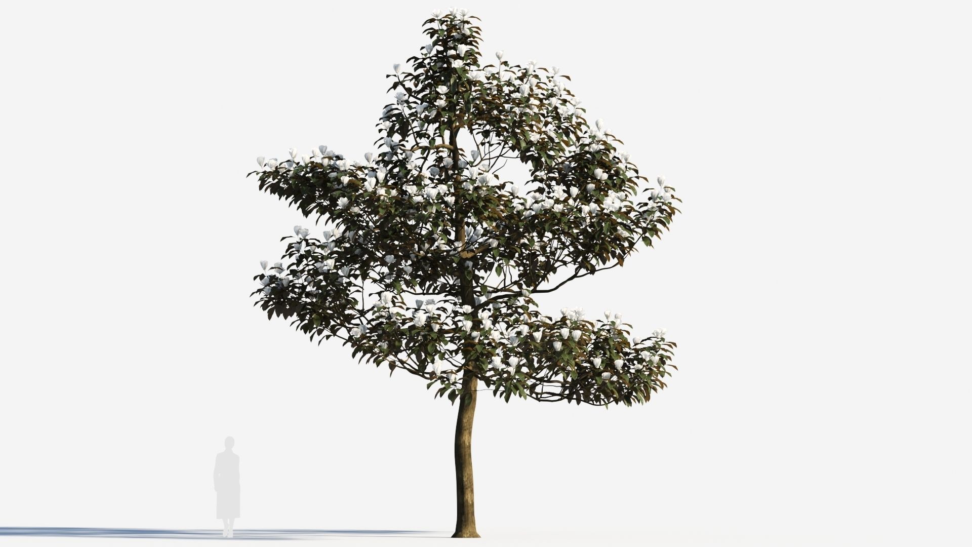 Magnolia grandiflora b 3D model | CGTrader