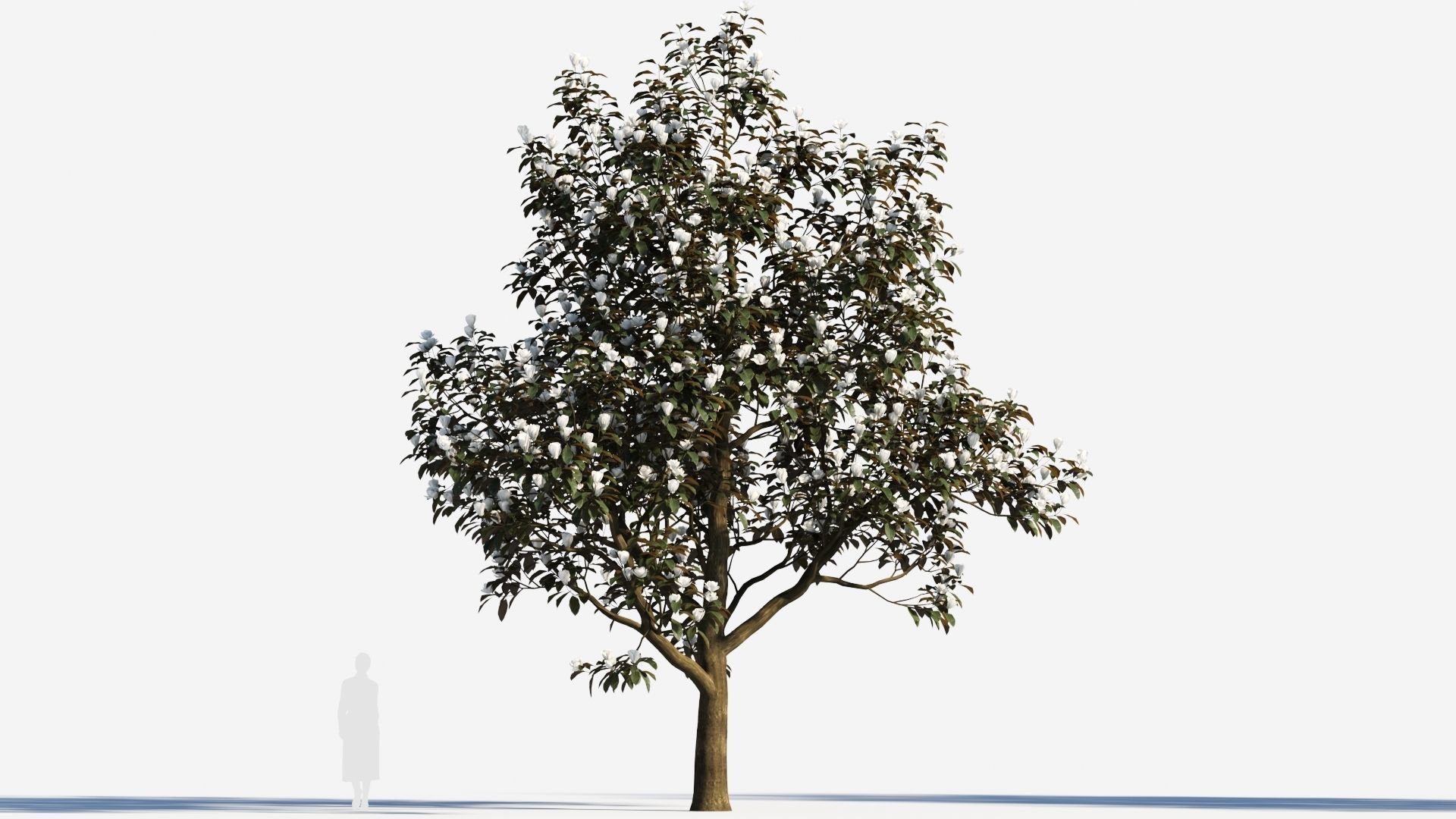 Magnolia grandiflora c 3D model | CGTrader