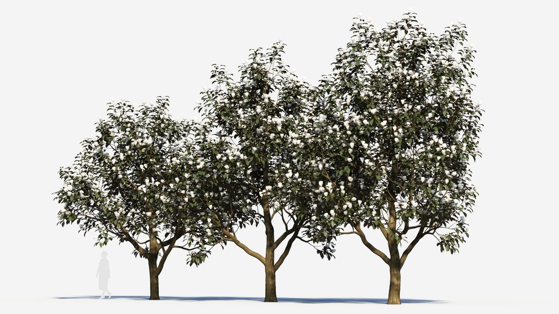 Magnolia grandiflora c 3D model | CGTrader