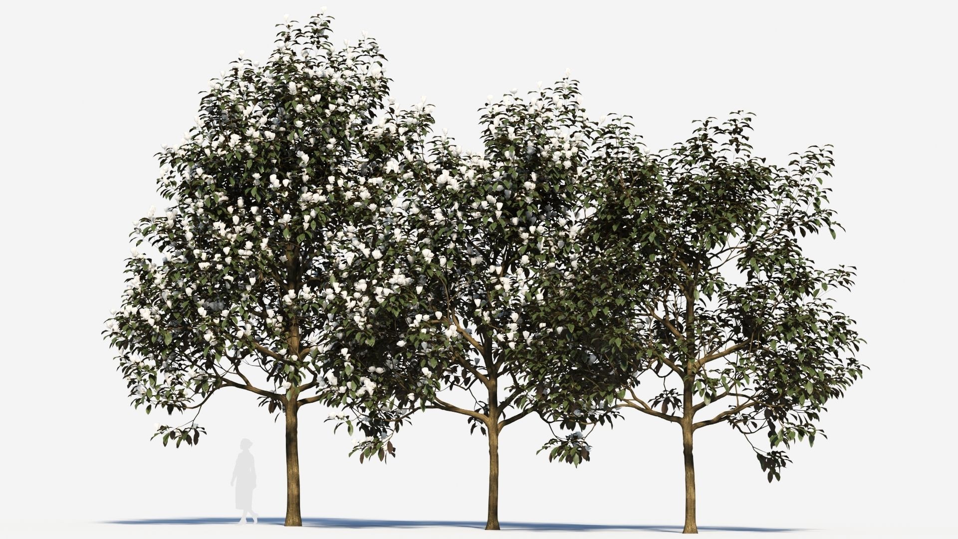 Magnolia grandiflora d 3D model | CGTrader