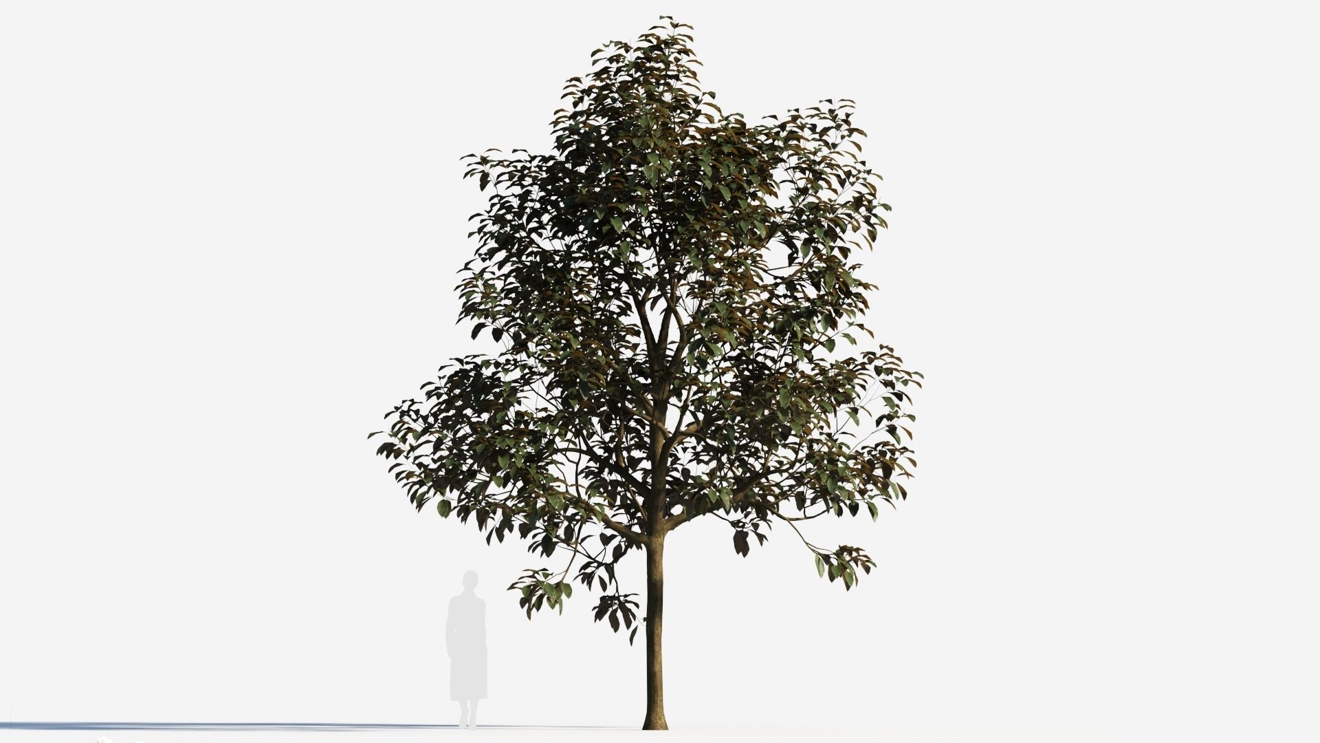 Magnolia grandiflora d 3D model | CGTrader