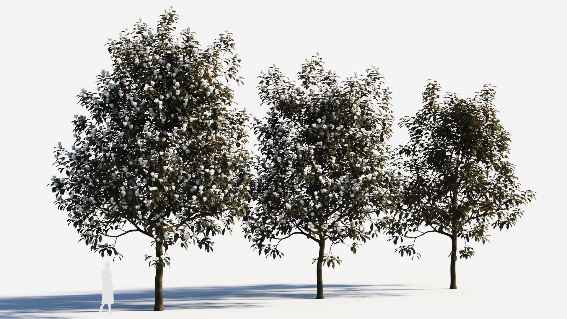 Magnolia grandiflora d 3D model | CGTrader