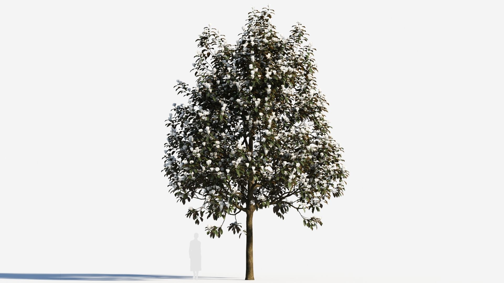 Magnolia grandiflora d 3D model | CGTrader