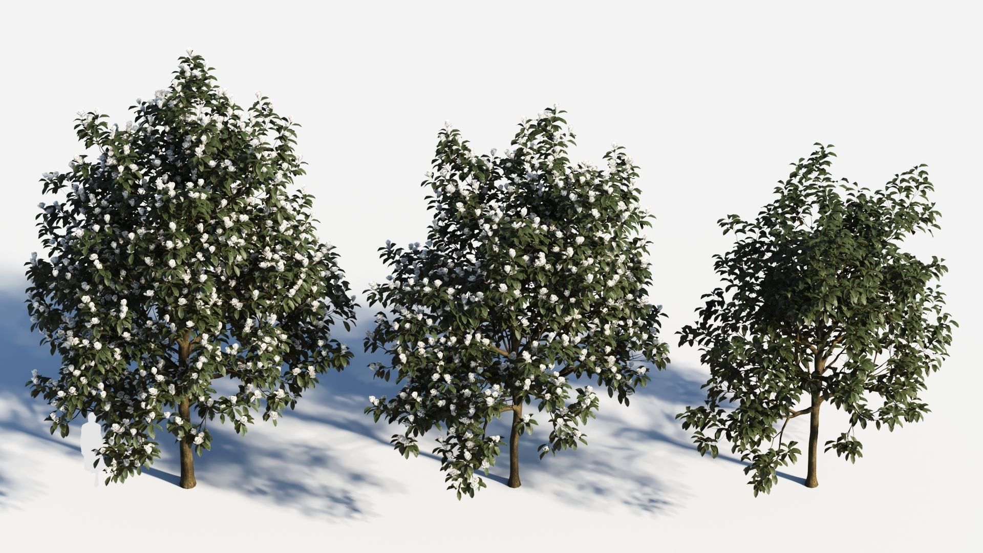 Magnolia grandiflora d 3D model | CGTrader