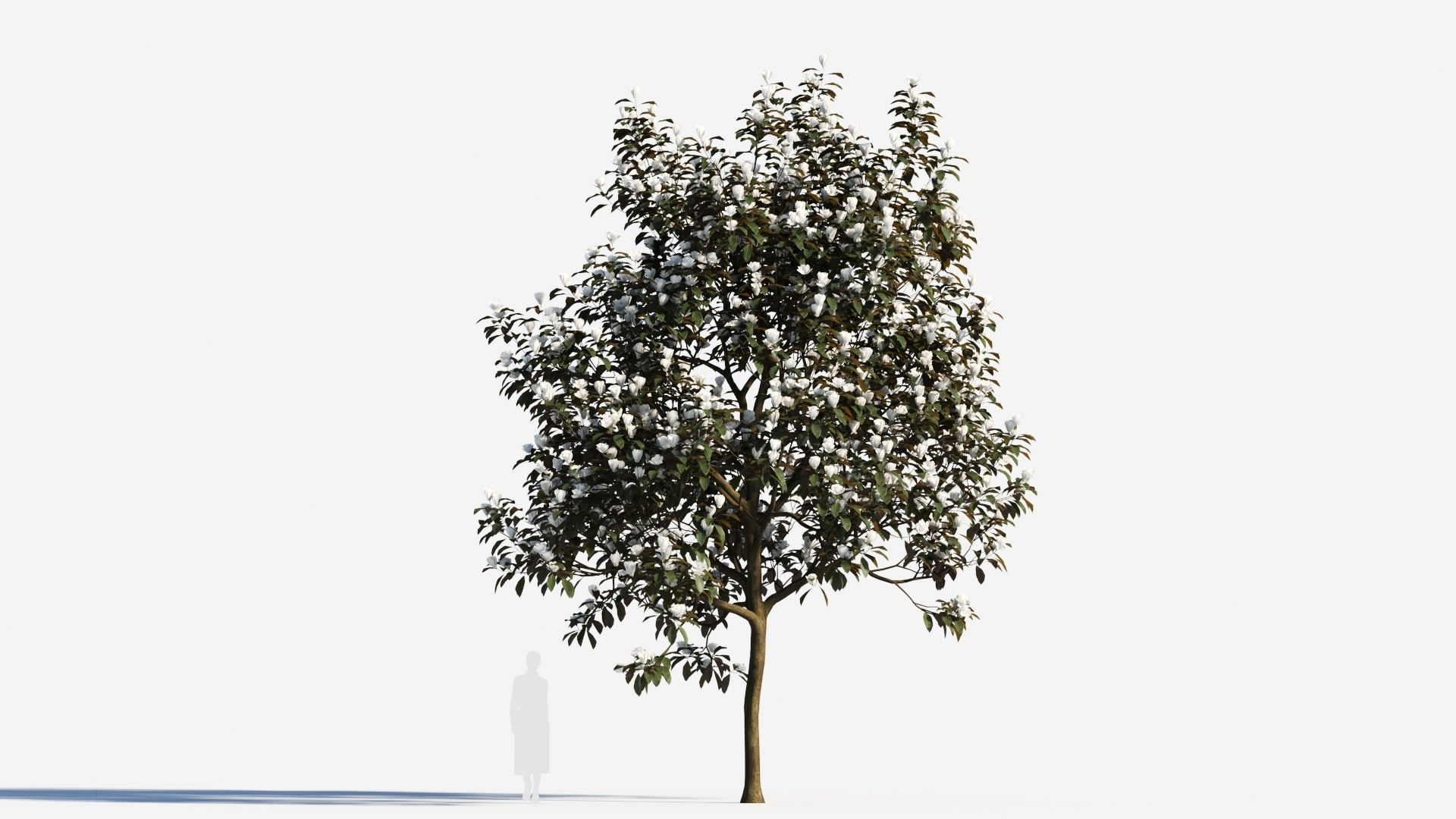 Magnolia grandiflora d 3D model | CGTrader