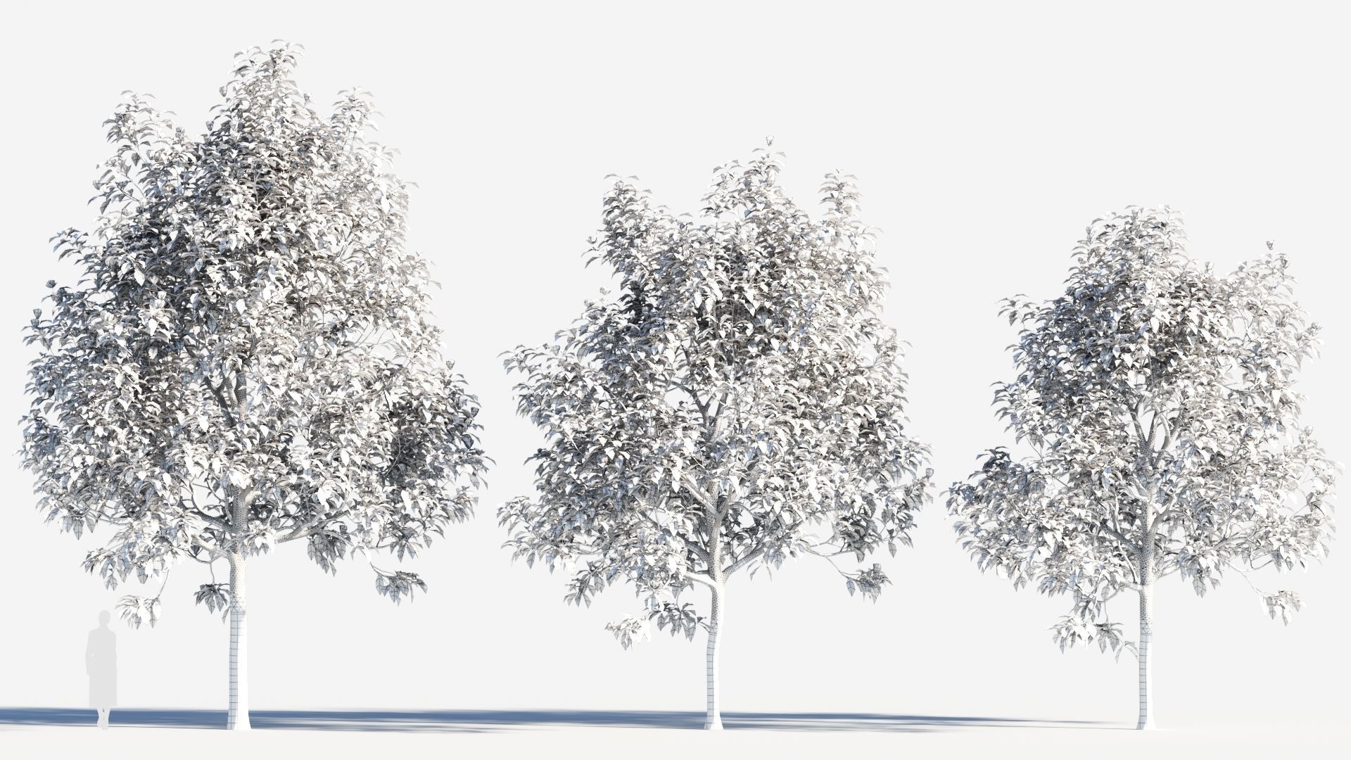 Magnolia grandiflora d 3D model | CGTrader
