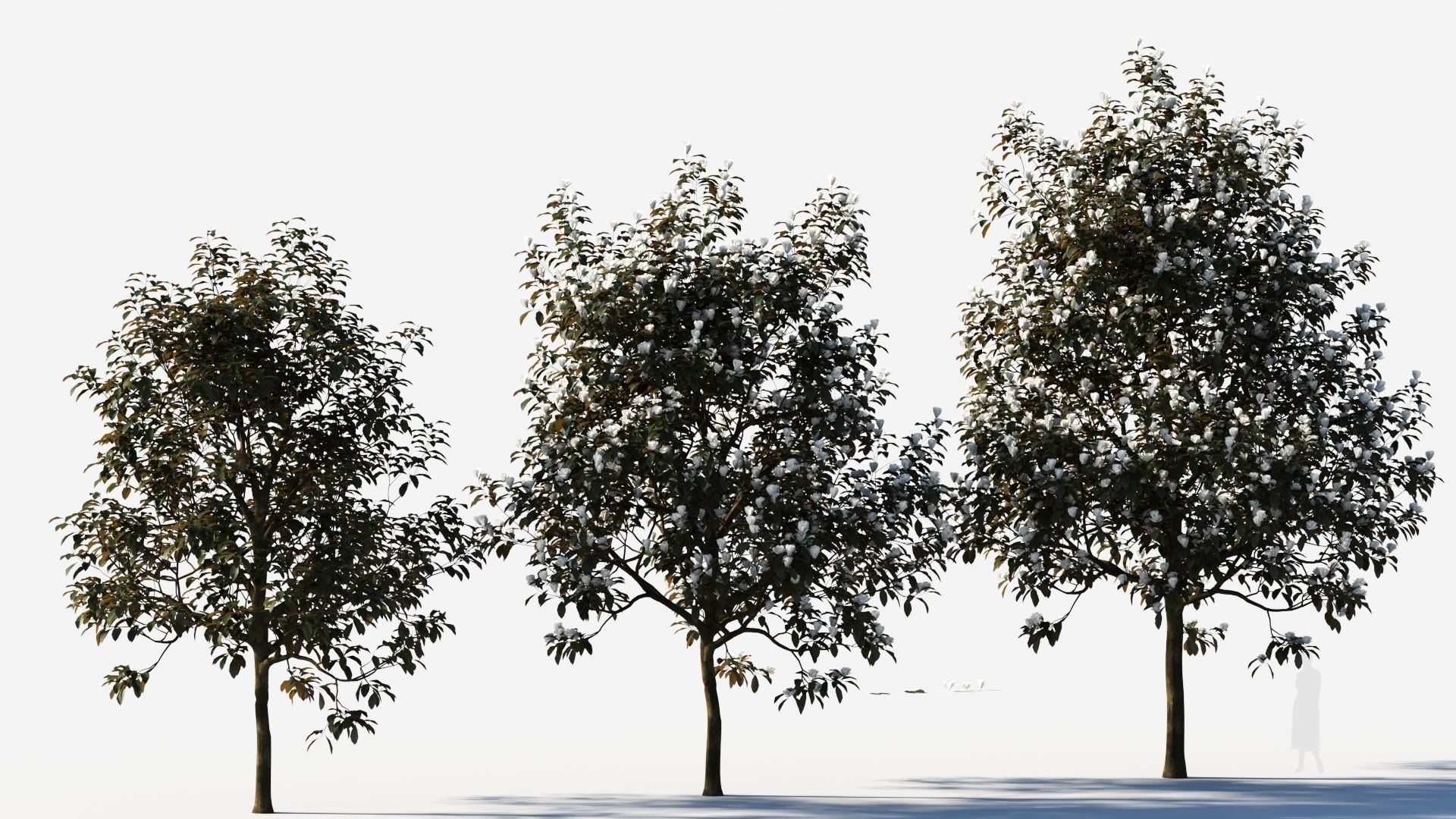 Magnolia grandiflora d 3D model | CGTrader