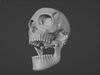 Human Skull - Anatomy 3D model | CGTrader
