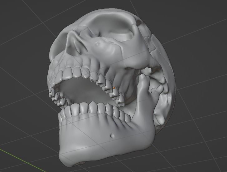 Human Skull - Anatomy 3D model | CGTrader