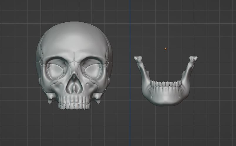 Human Skull - Anatomy 3D model | CGTrader
