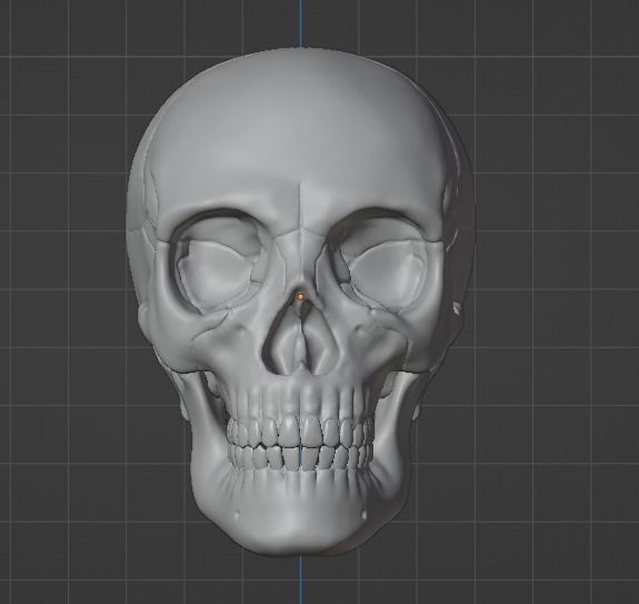 Human Skull - Anatomy 3D model | CGTrader
