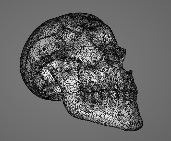 Human Skull - Anatomy 3D model | CGTrader