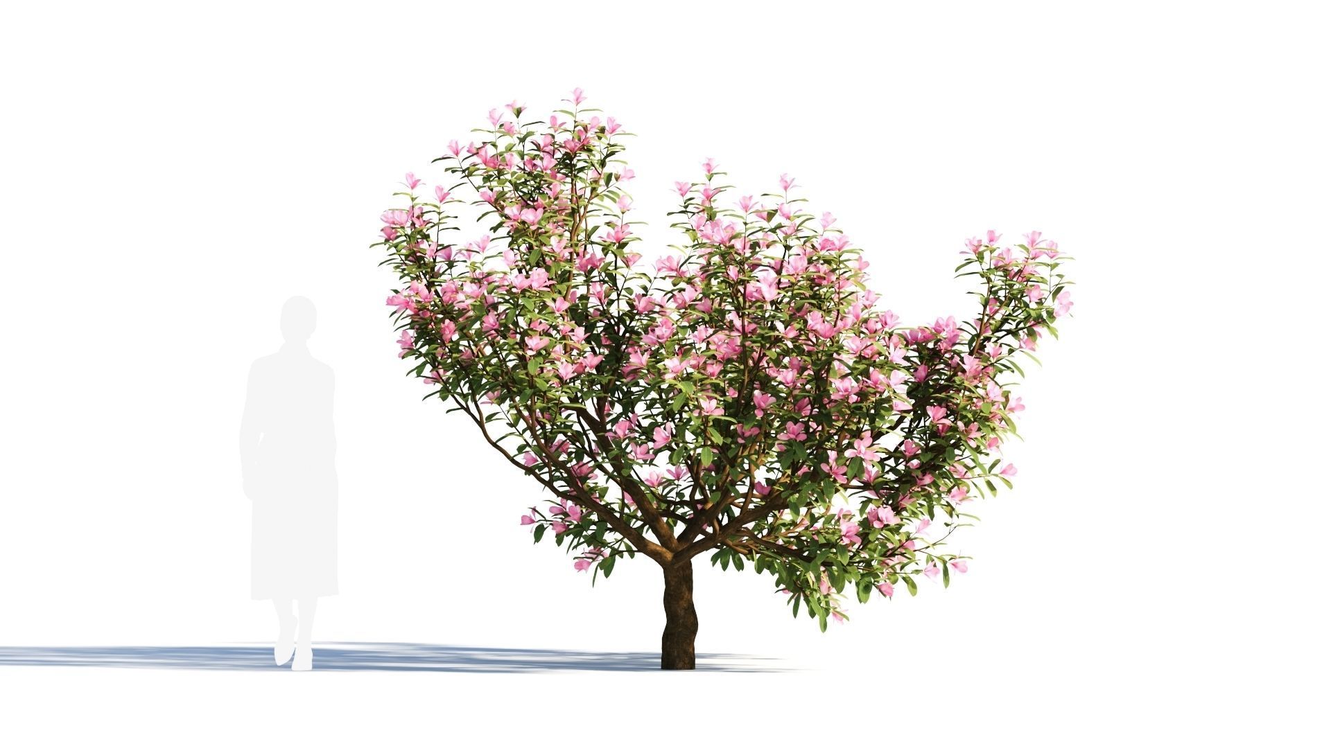 Michelia maudiae tree a 3D model | CGTrader