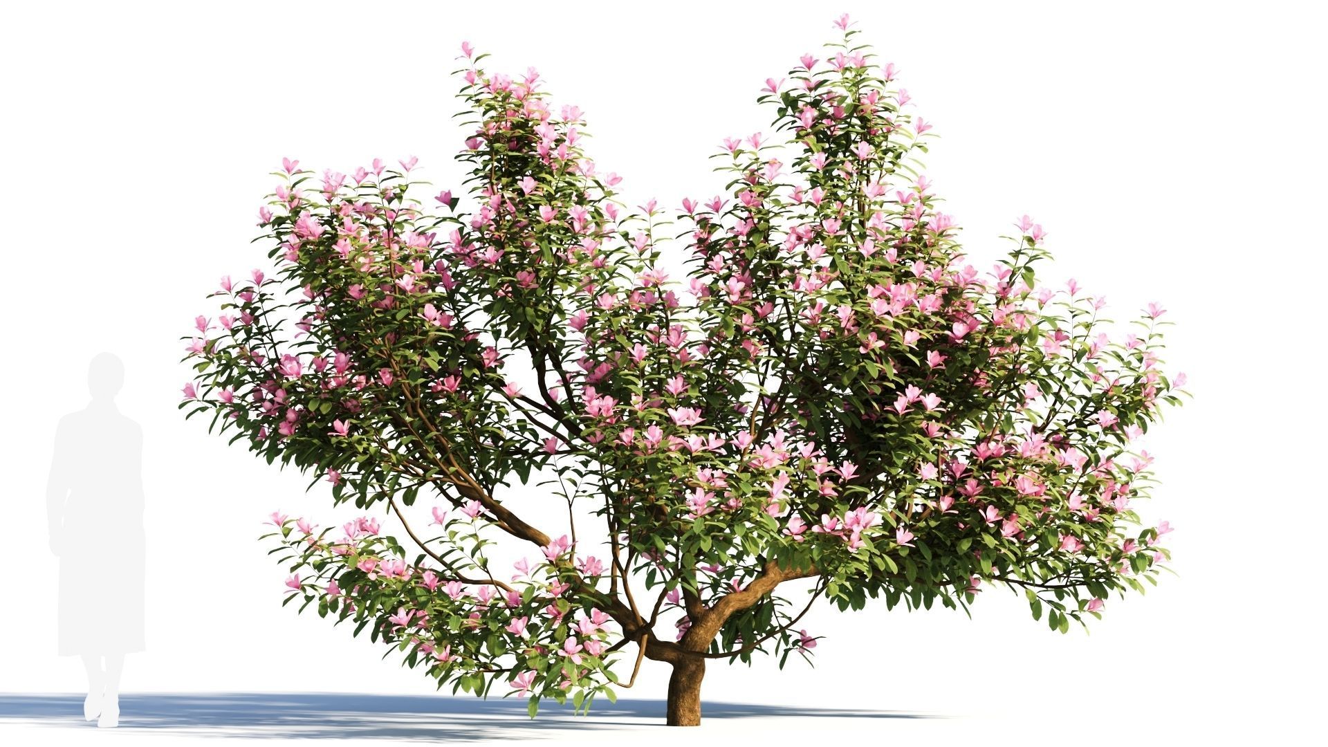 Michelia maudiae tree a 3D model | CGTrader