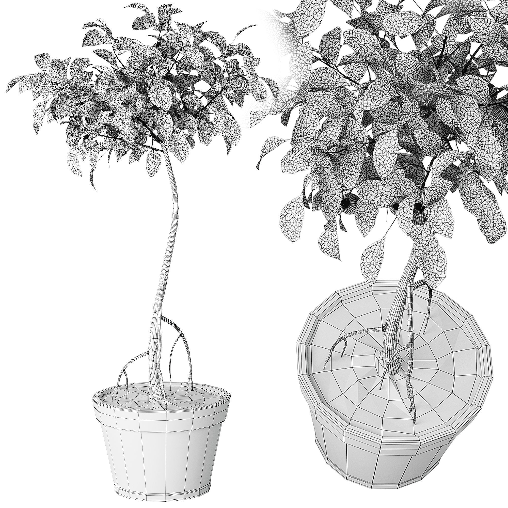 Indoor lemon tree 3D model | CGTrader