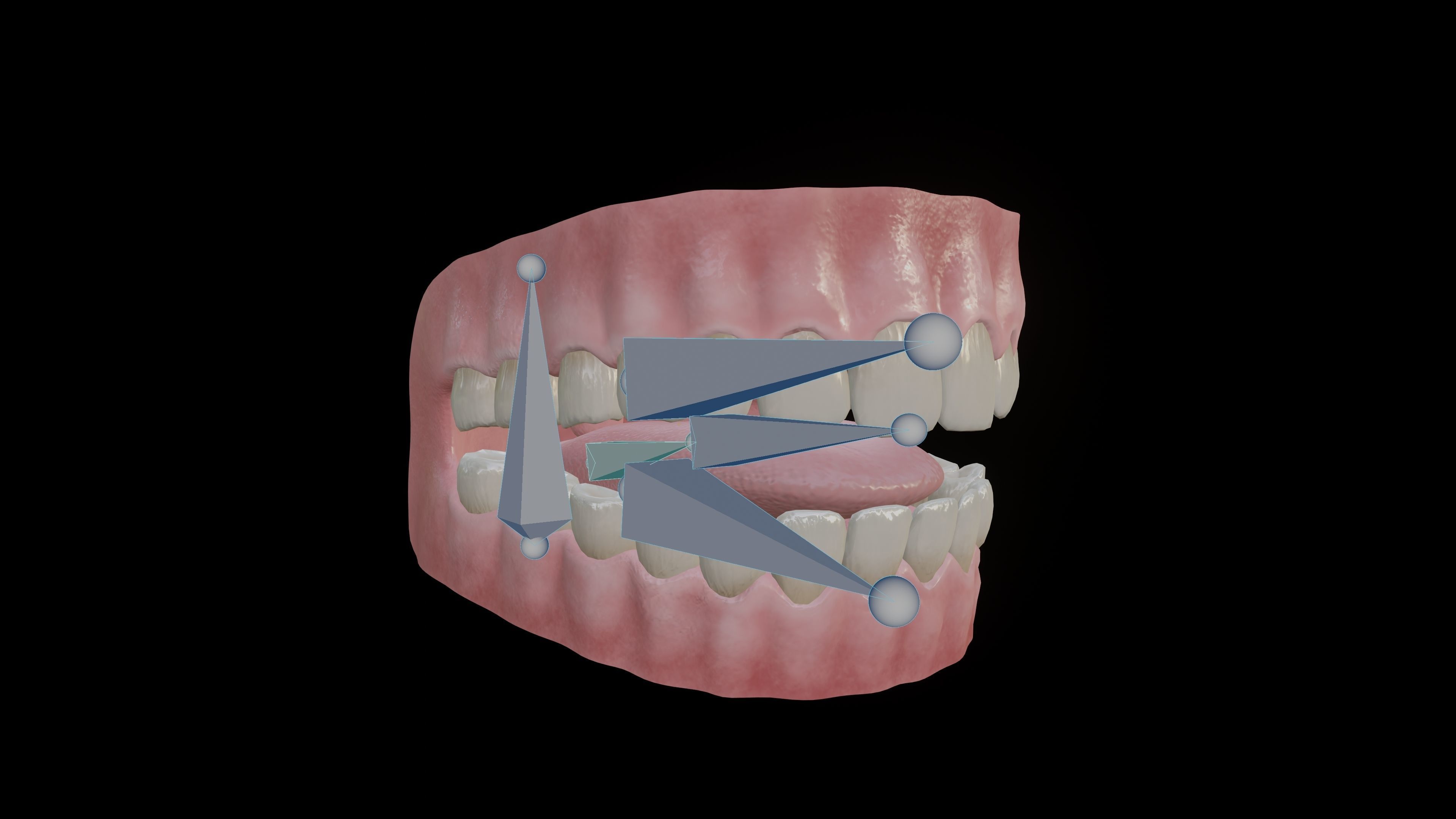 Human Teeth 3D model animated rigged | CGTrader
