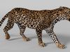 Leopard Run Cycle - Animation 3D model 3D model animated rigged | CGTrader