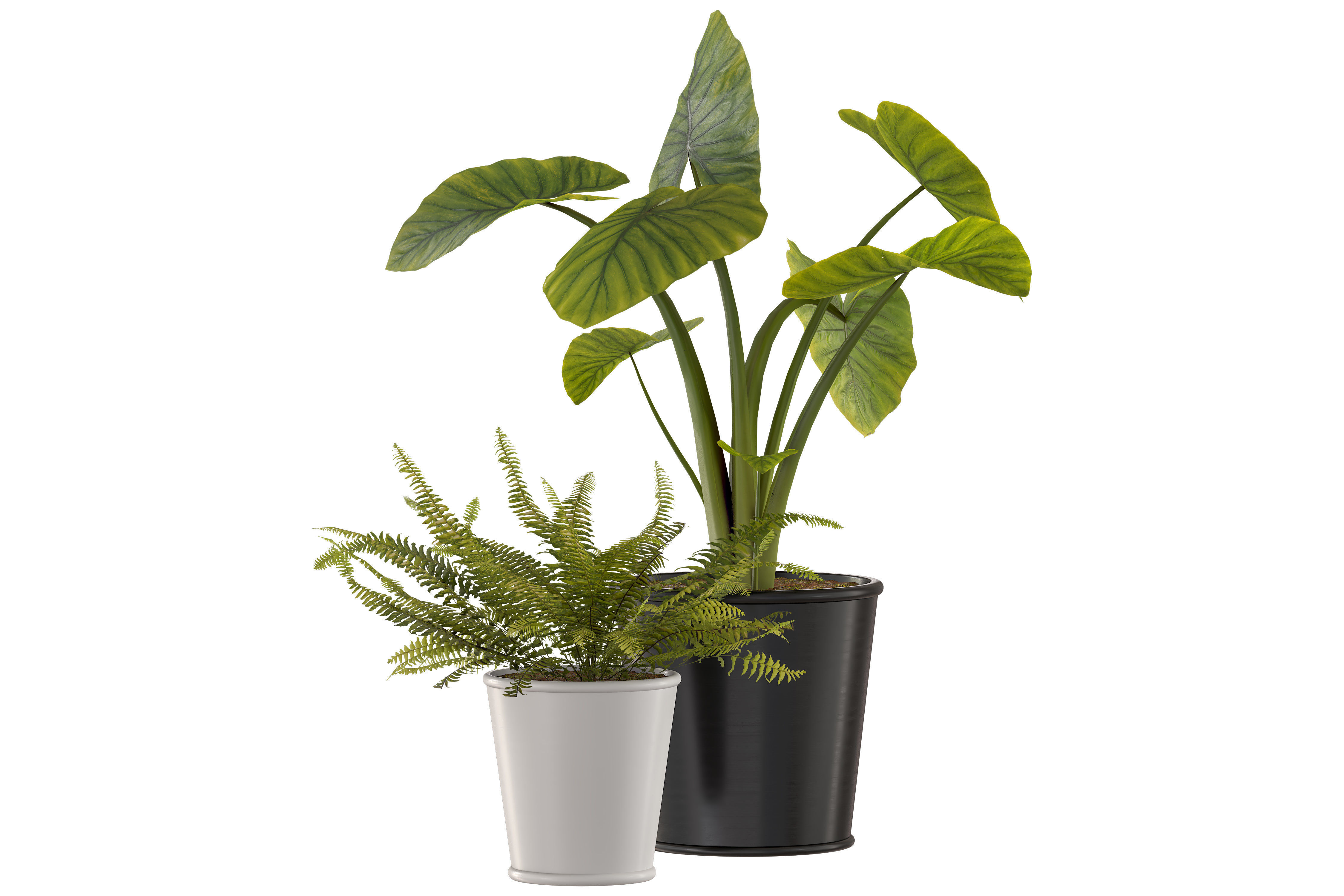 Plant set-013 3D model | CGTrader