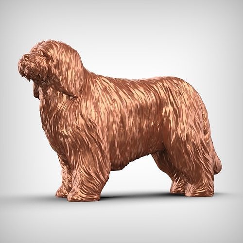 Bearded Collie 3D Print Model Pose 02 3D model 3D printable | CGTrader