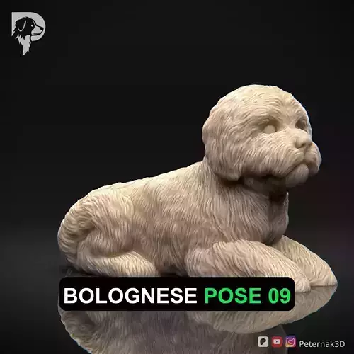 Dog 3D Print Model Bolognese Dog Pose 06 Ready STL 3D model 3D ...