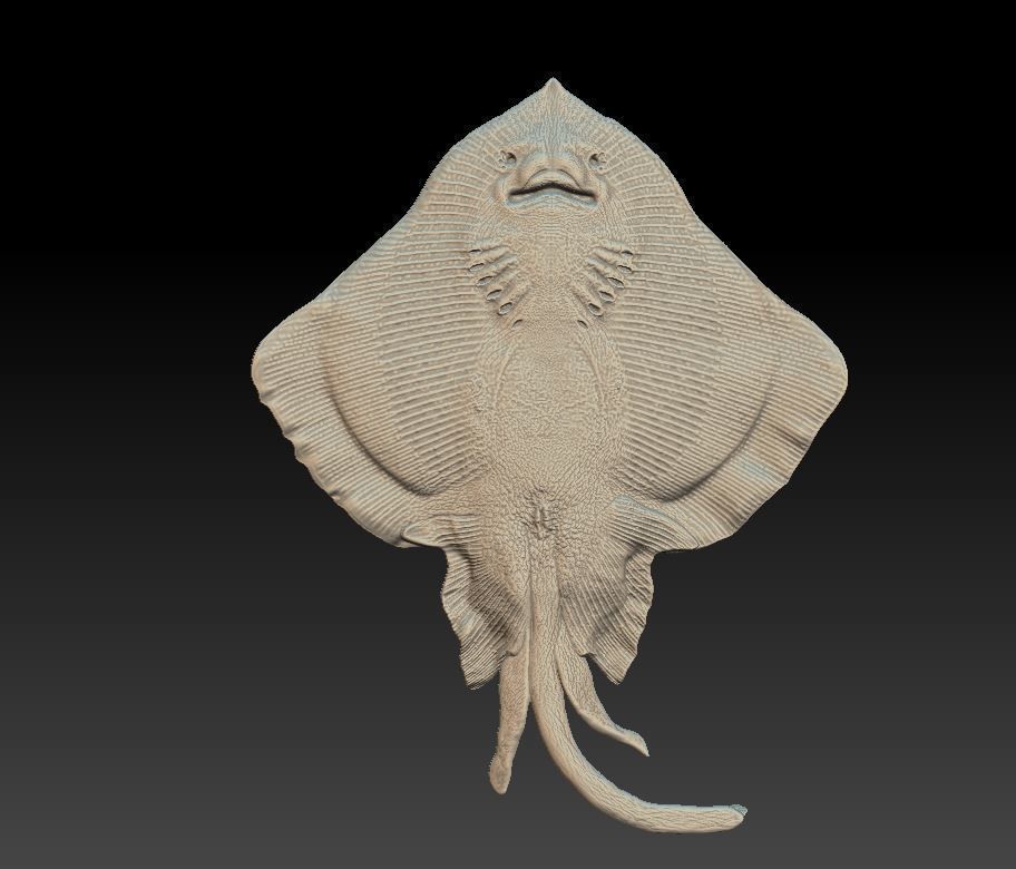 Ray fish deepsea Skate Bathyraja 3D model 3D printable | CGTrader