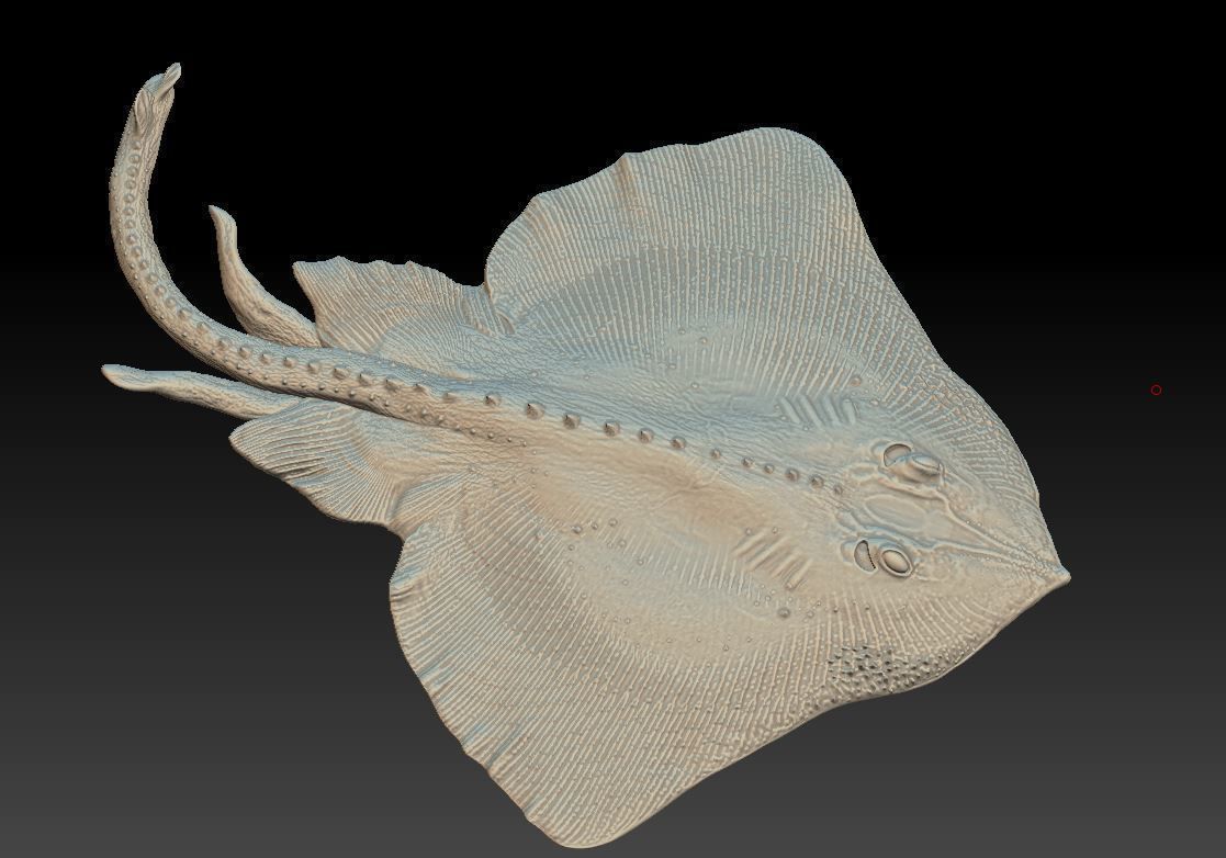 Ray fish deepsea Skate Bathyraja 3D model 3D printable | CGTrader