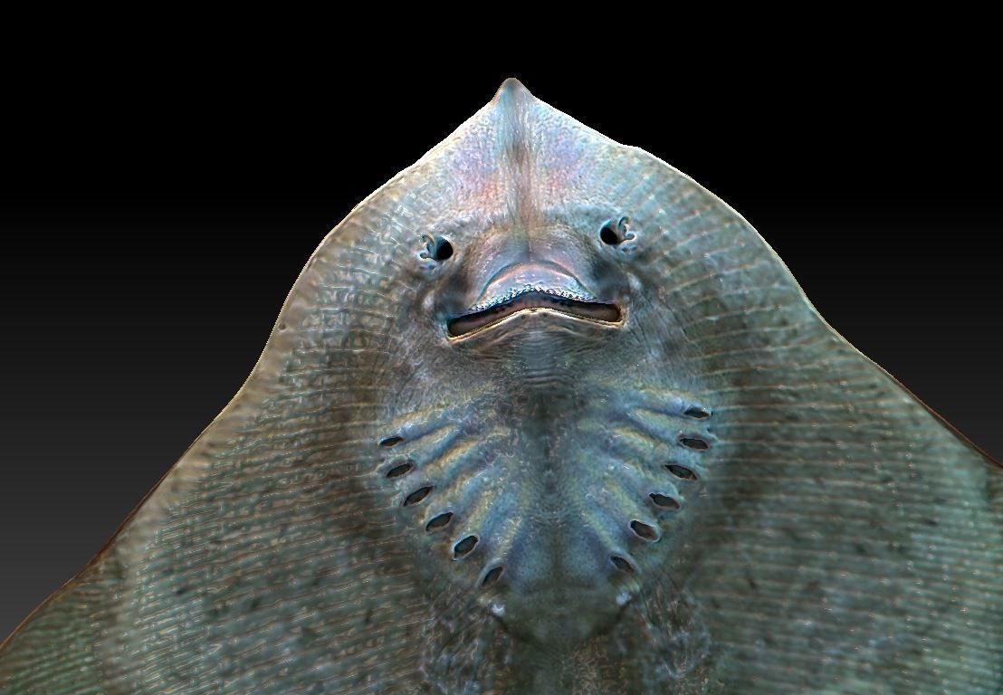 Ray fish deepsea Skate Bathyraja 3D model 3D printable | CGTrader