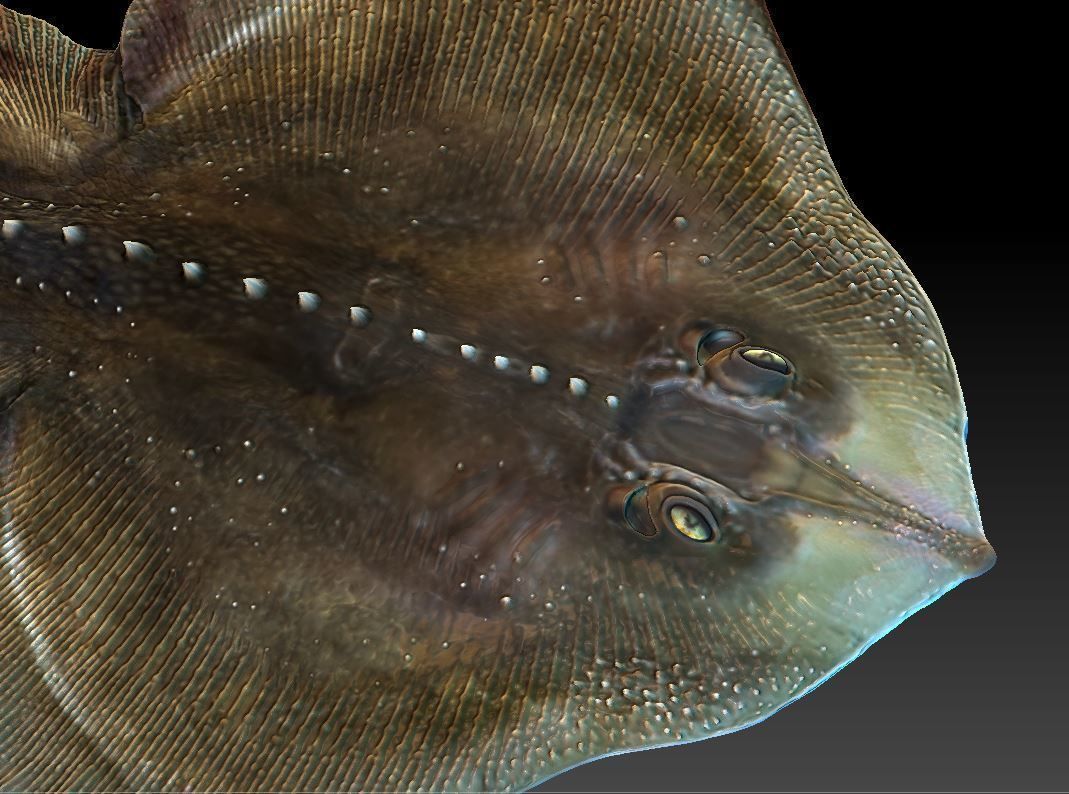 Ray fish deepsea Skate Bathyraja 3D model 3D printable | CGTrader