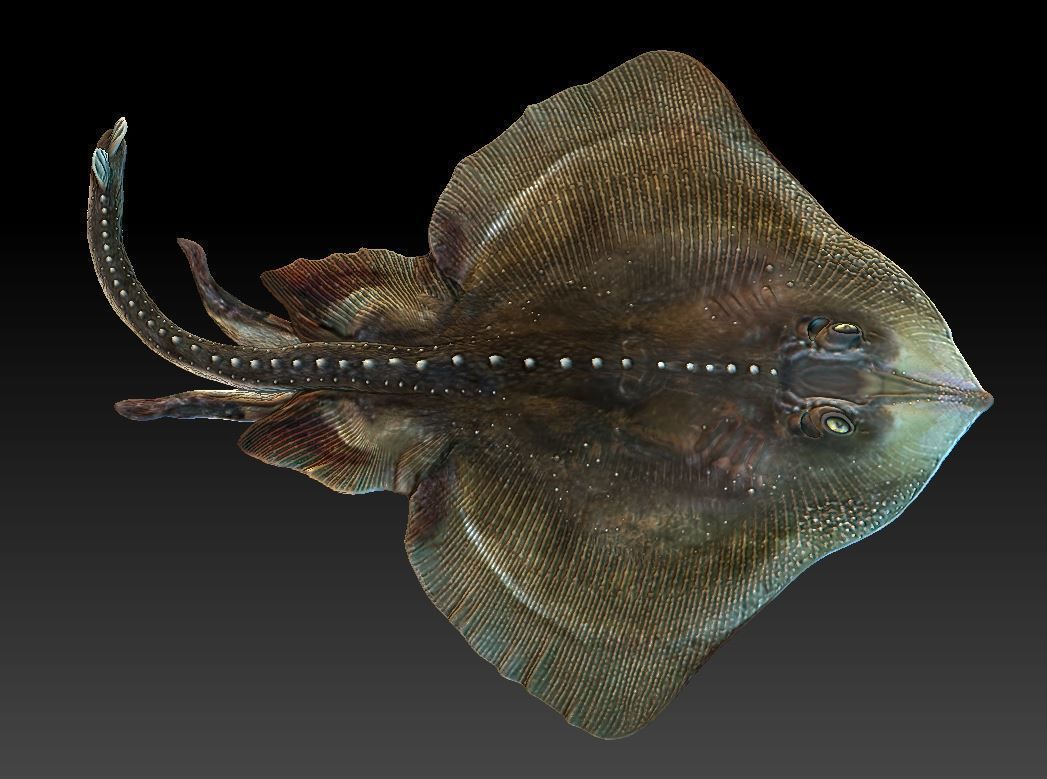 Ray fish deepsea Skate Bathyraja 3D model 3D printable | CGTrader