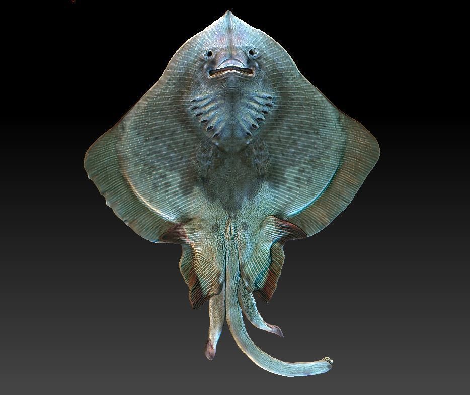 Ray fish deepsea Skate Bathyraja 3D model 3D printable | CGTrader