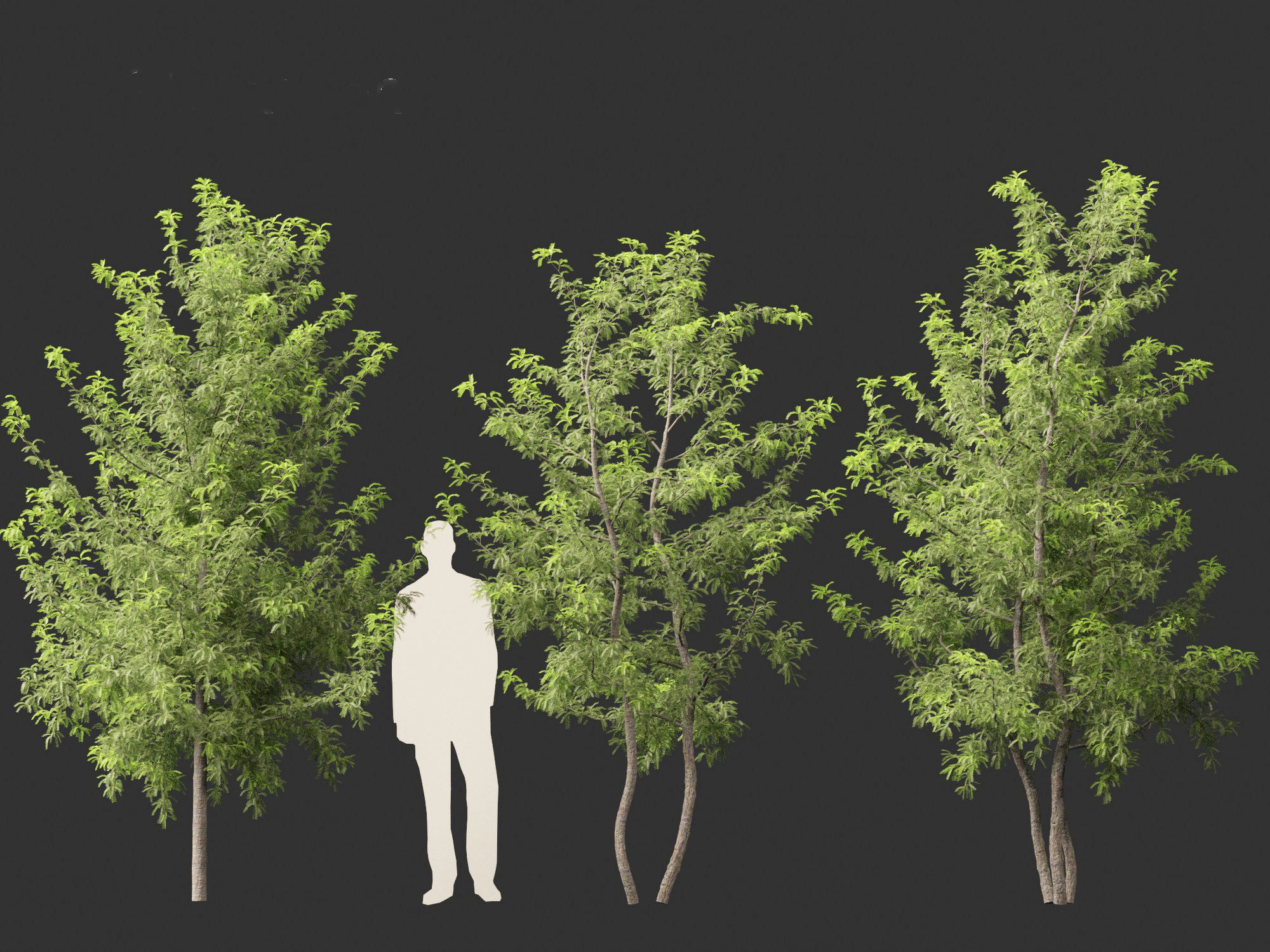 Gleditsia triacanthos - Green Honey Locust 3D model | CGTrader