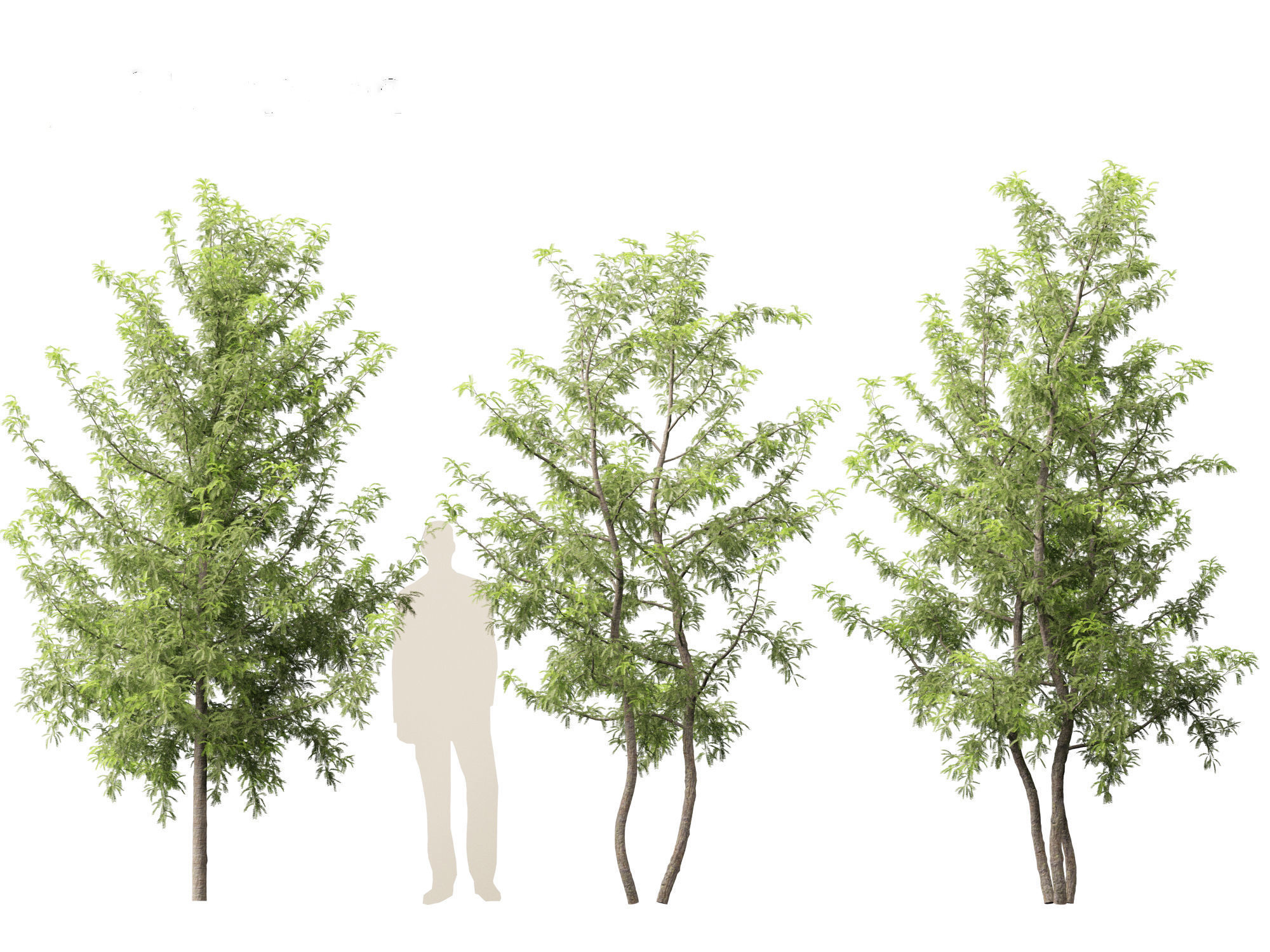 Gleditsia triacanthos - Green Honey Locust 3D model | CGTrader