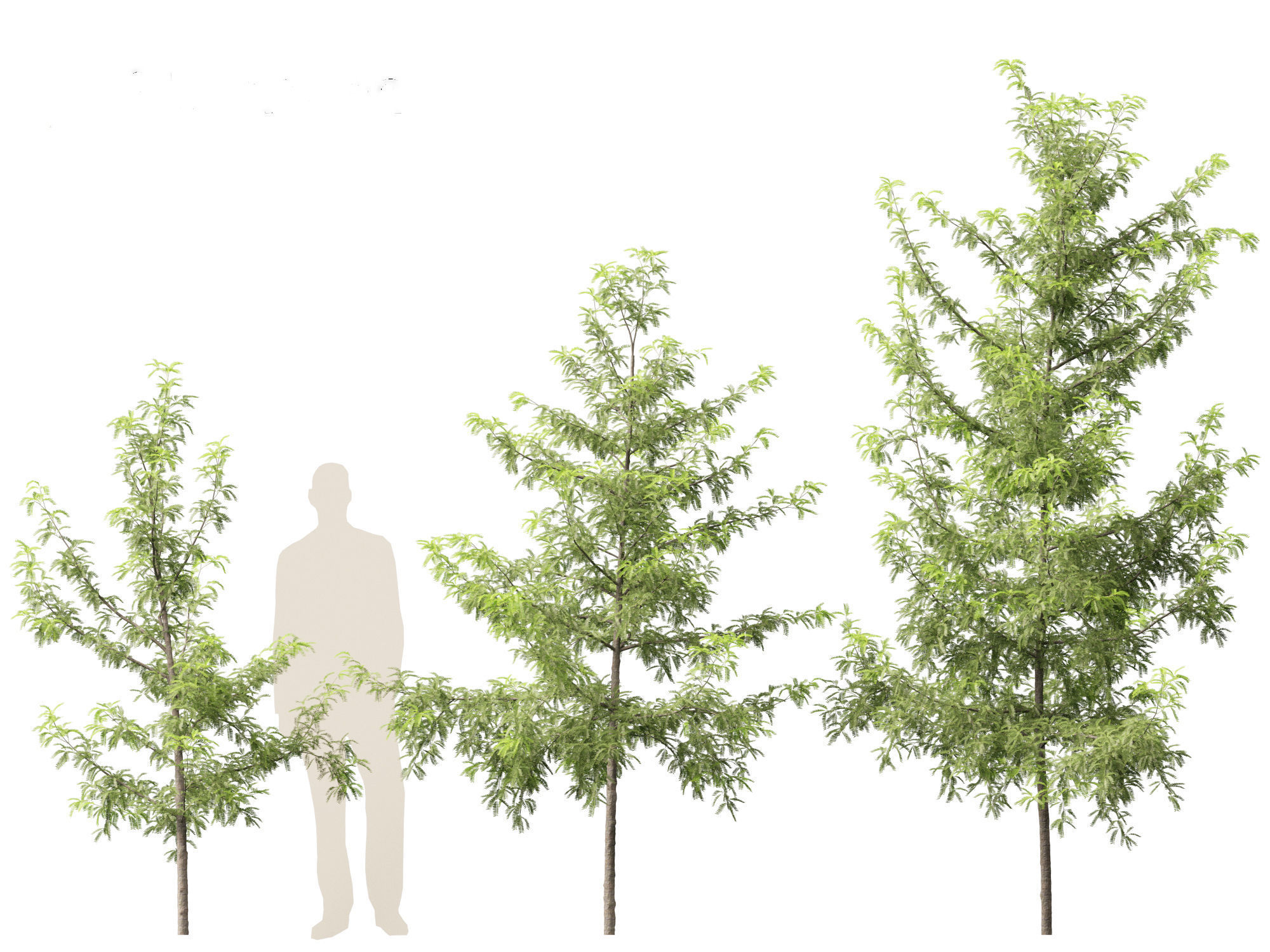 Gleditsia triacanthos - Green Honey Locust 3D model | CGTrader