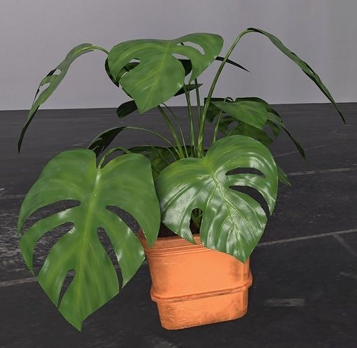 3D model Monstera and Pot VR / AR / low-poly | CGTrader