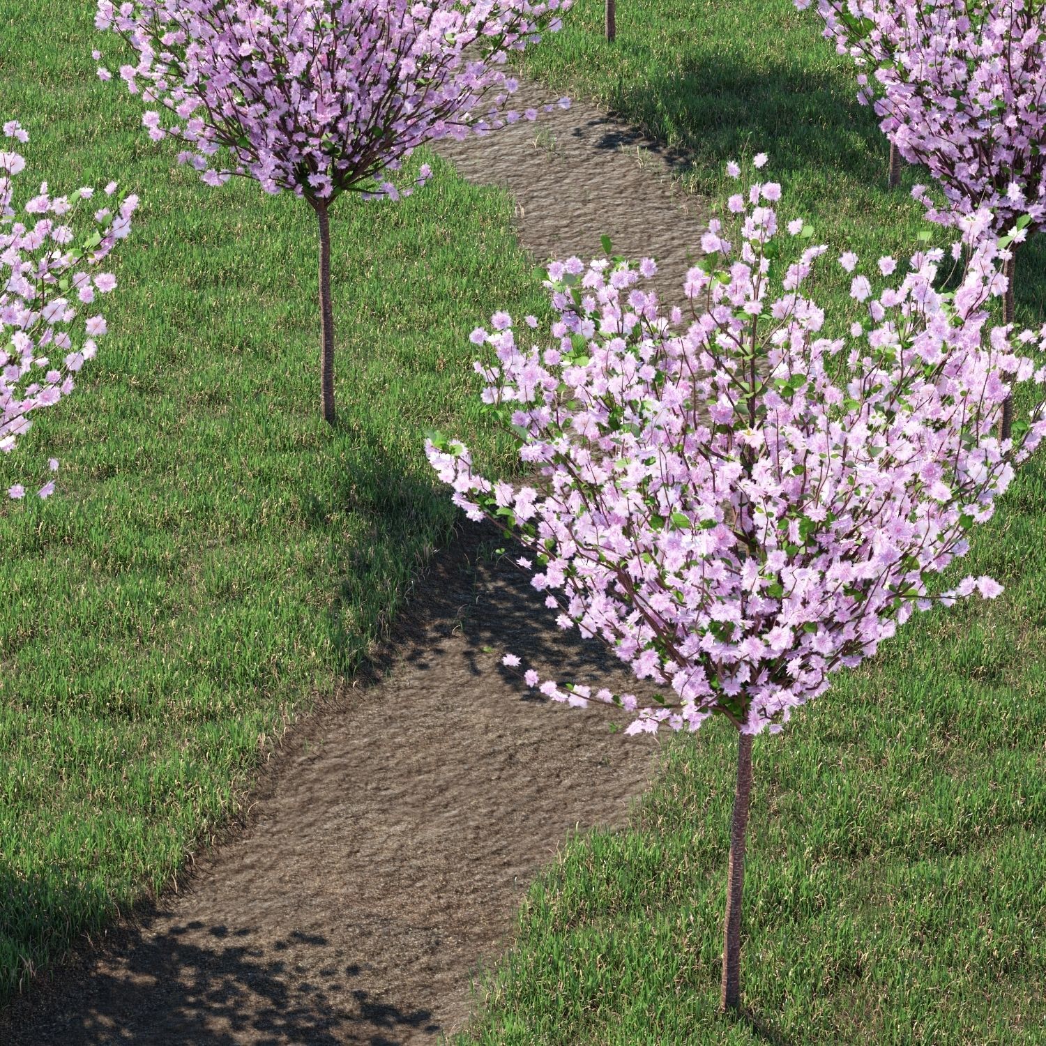 Prunus triloba tree 3D model | CGTrader