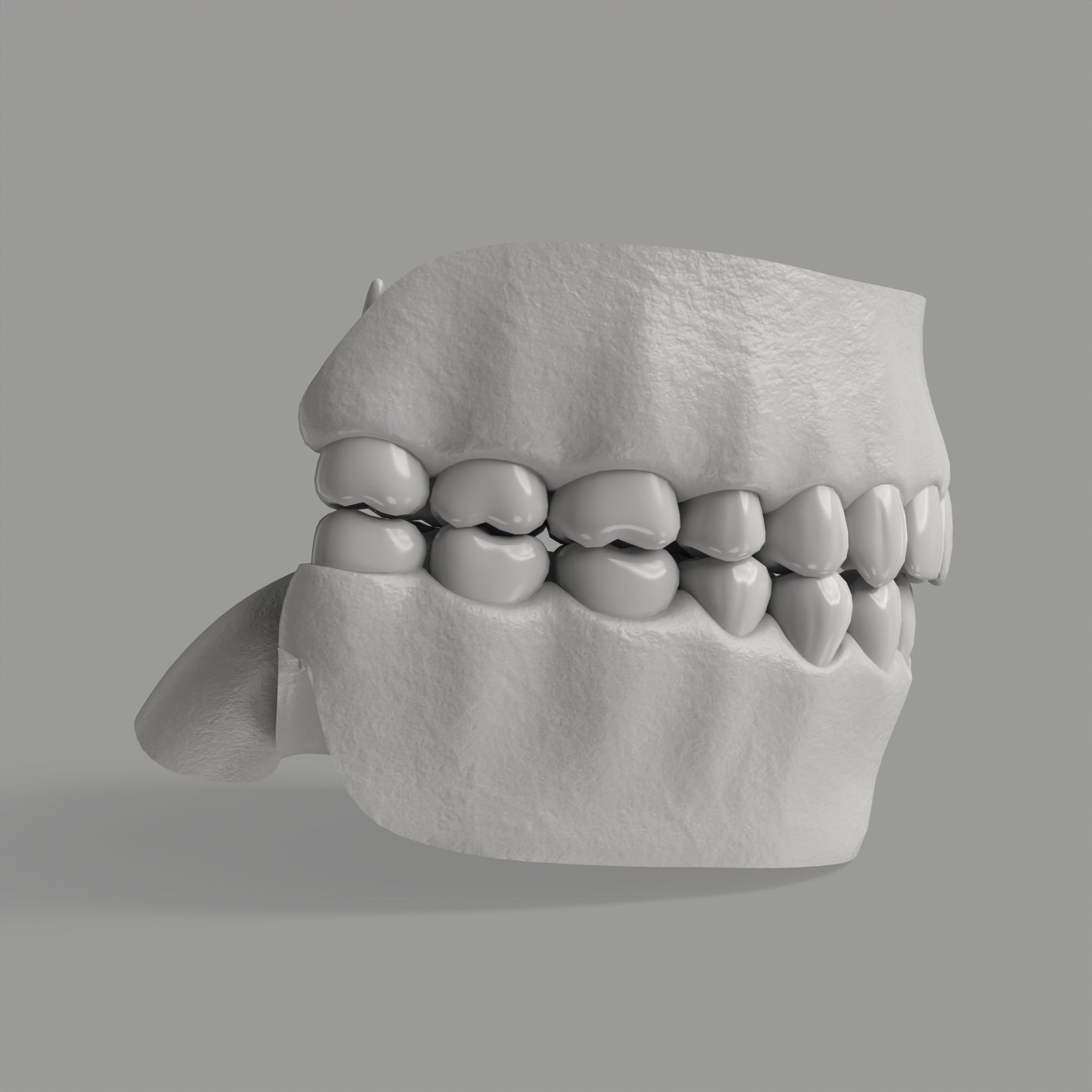 3D model Human Mouth Anatomy Teeth Gums Tongue VR / AR / low-poly ...