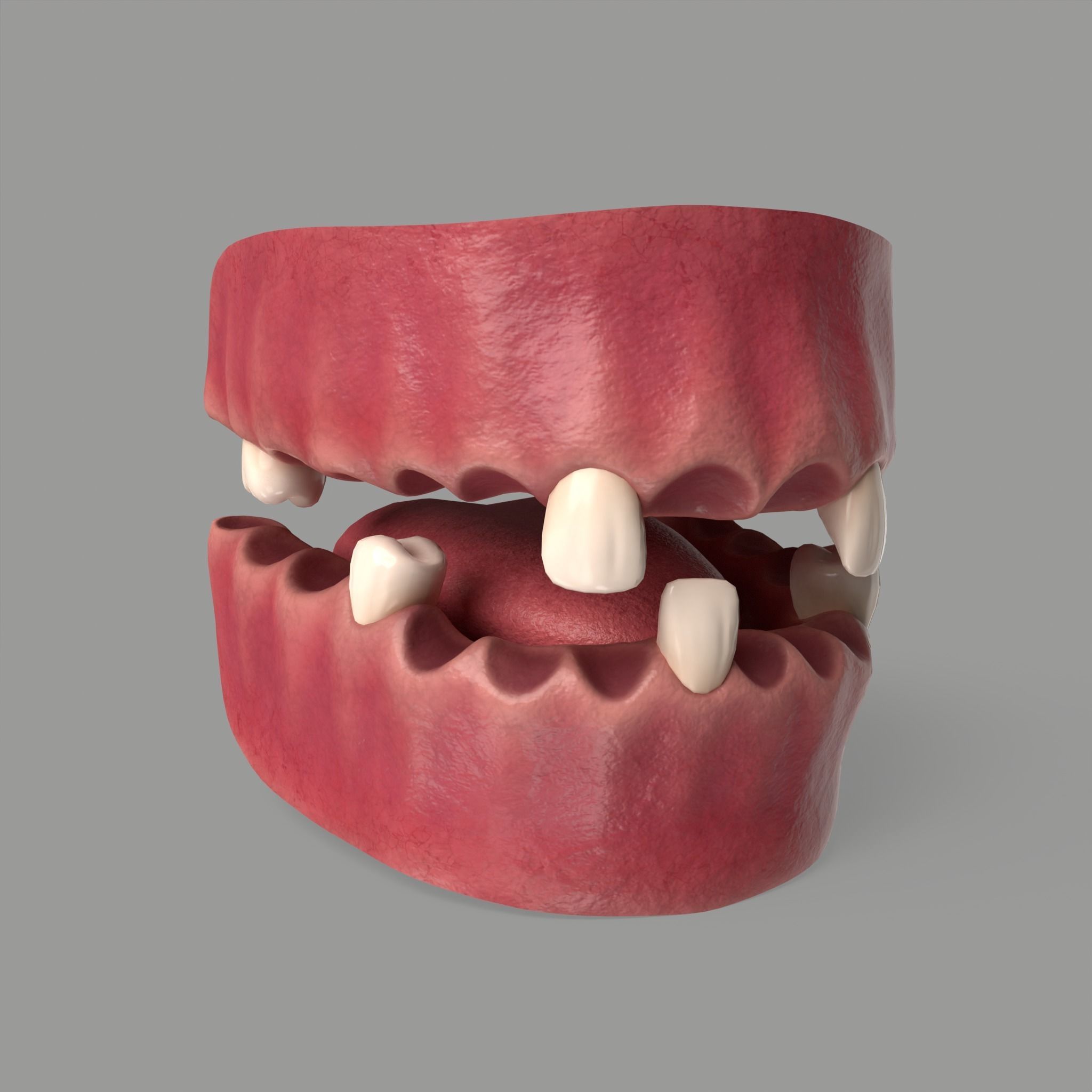 3D model Human Mouth Anatomy Teeth Gums Tongue VR / AR / low-poly ...
